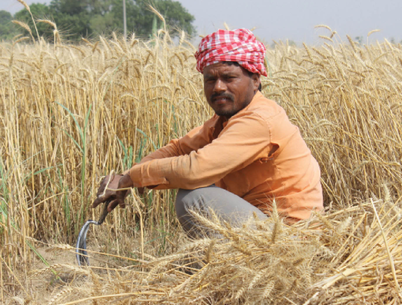 GNY :: Space technology for crop acreage estimation and production ... GNY :: Space technology for crop acreage estimation and production ...